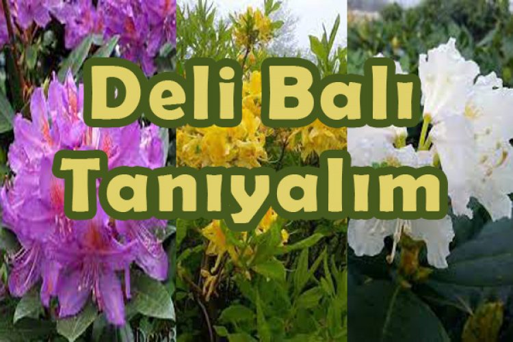 Deli Bal Nedir, Faydaları Nelerdir - online arıcılık rehberi